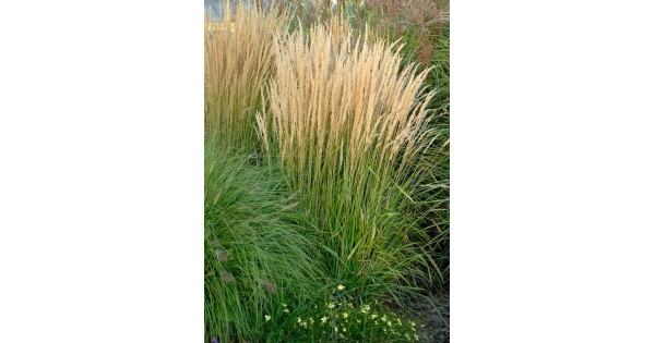 Lendrunas Karl Forester