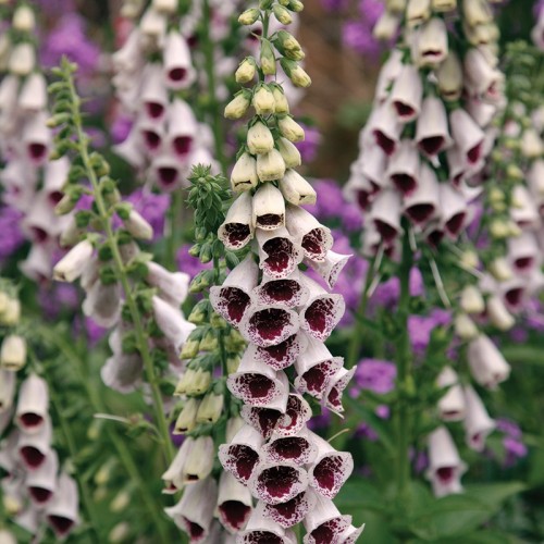 Digitalis hybrida) Goldcrest