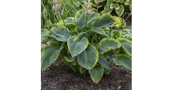 Melsvė Shadowland Wu La La