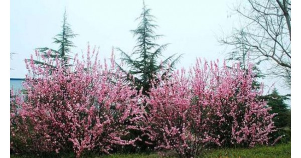 Migdolas triskiautis