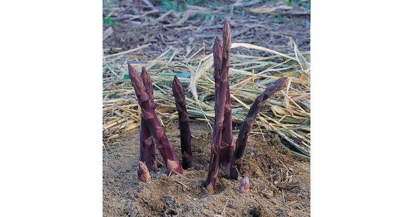 Smidras Pacific Purple