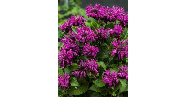 Monarda Bee pure