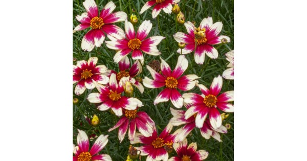 Gludas Sunstar™ Rose