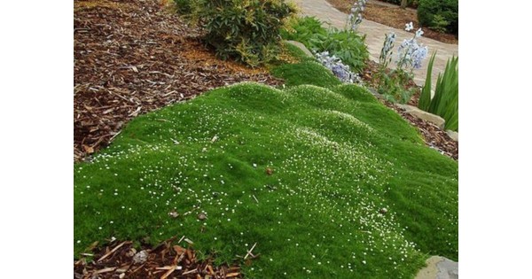 Žemene Green Moss