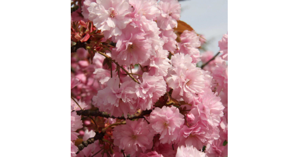 Sakura Kanzan