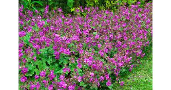 Snaputis Bevans Variety