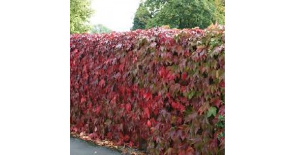 Vinvytis triskiautis