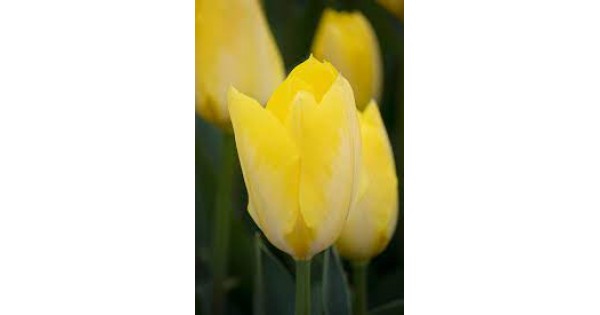 Tulpė Yellow Prince